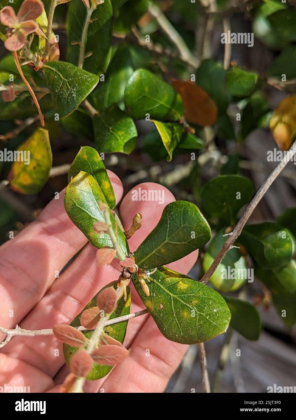 Myrtle Oak (Quercus myrtifolia), Plantae, Regal Village, Daytona Beach ...