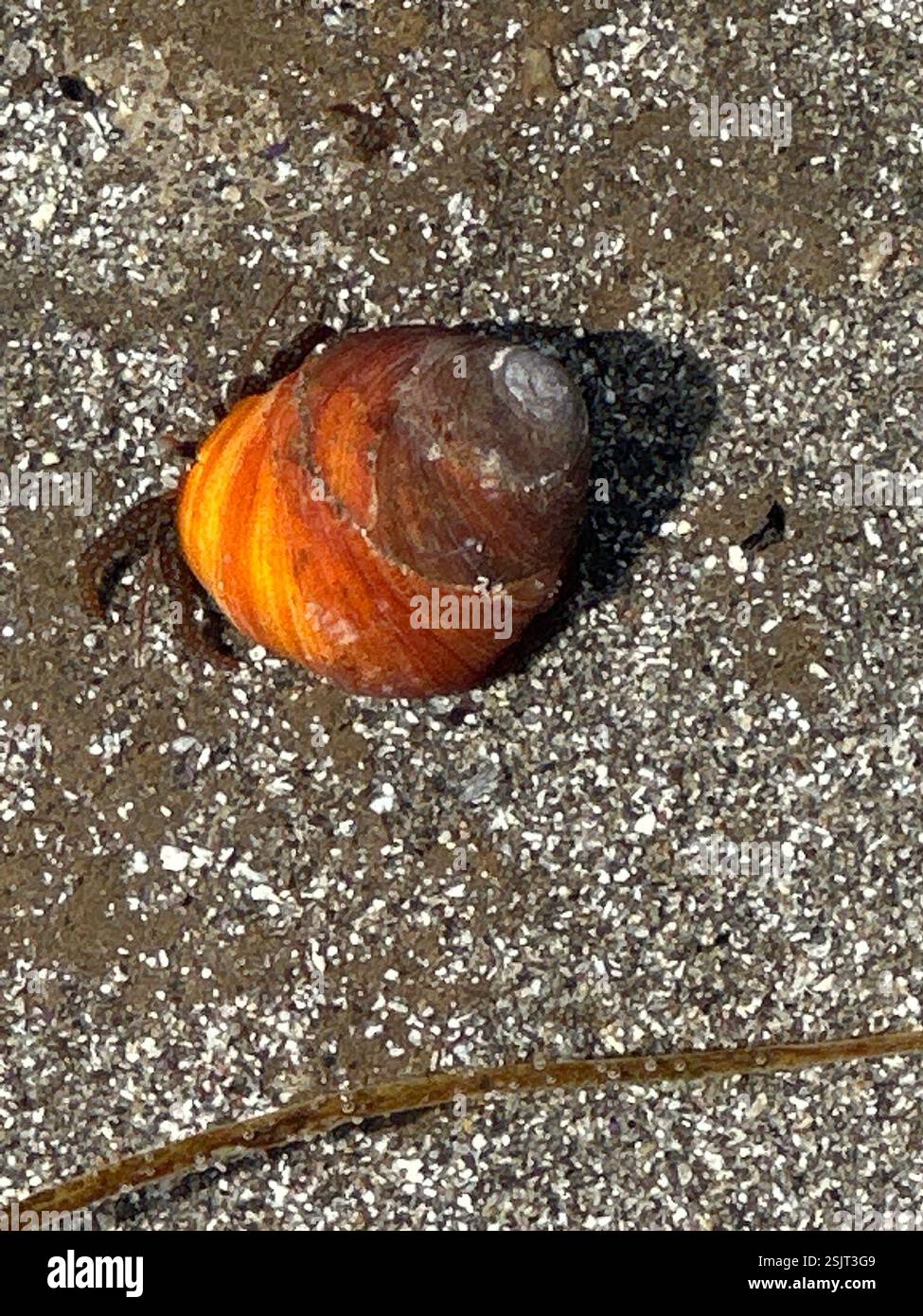 Brown Tegula (Tegula brunnea), Mollusca, North Pacific Ocean, CA, US Stock Photo - Alamy