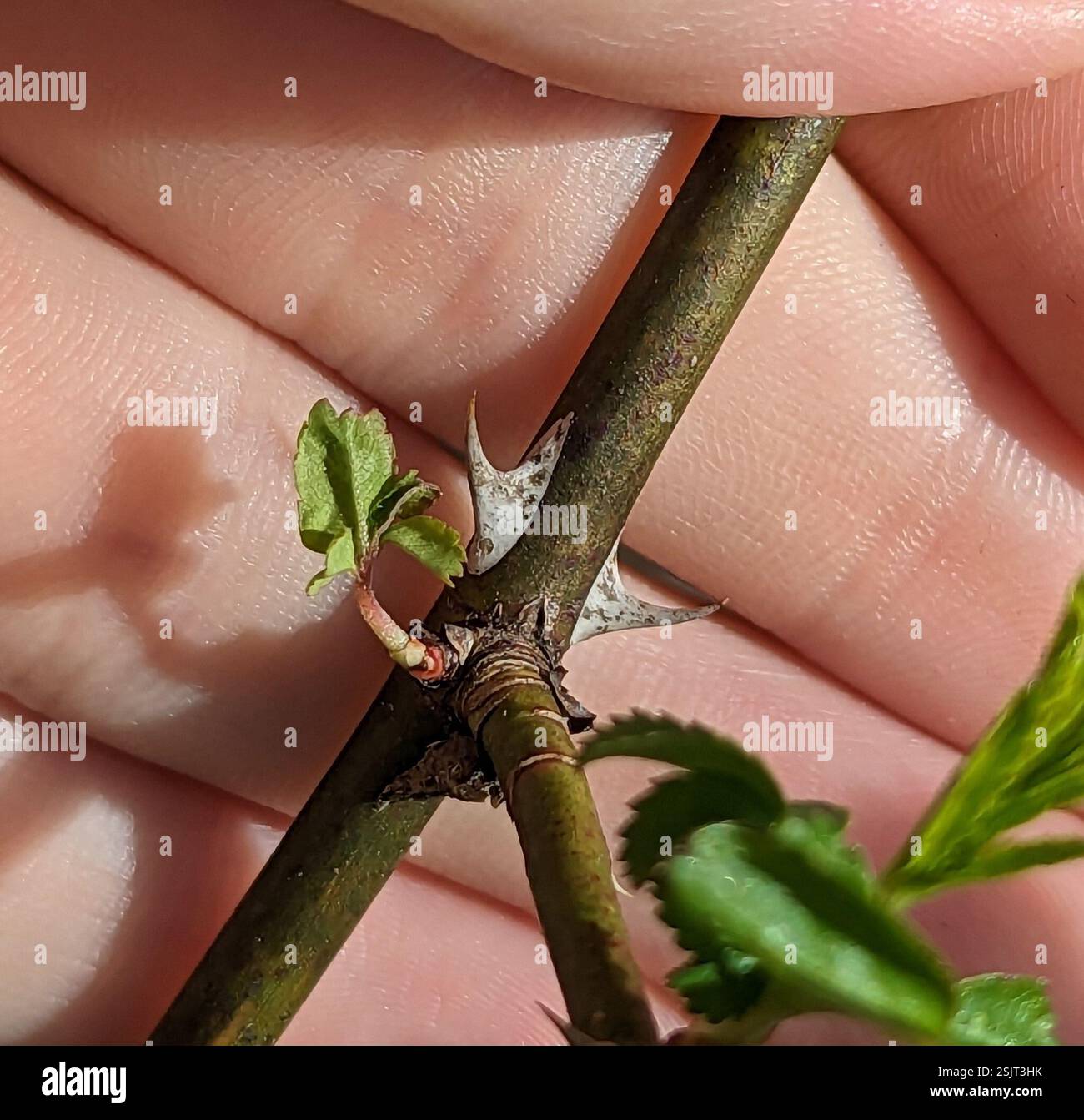 multiflora rose (Rosa multiflora), Plantae, Woodfin, NC 28804, USA ...