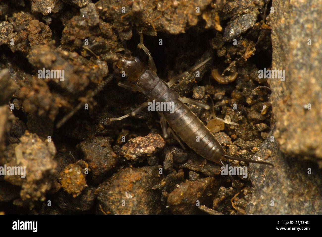 (Labidura), Insecta, Roque Gonzales - RS, Brazil, male and female Stock ...