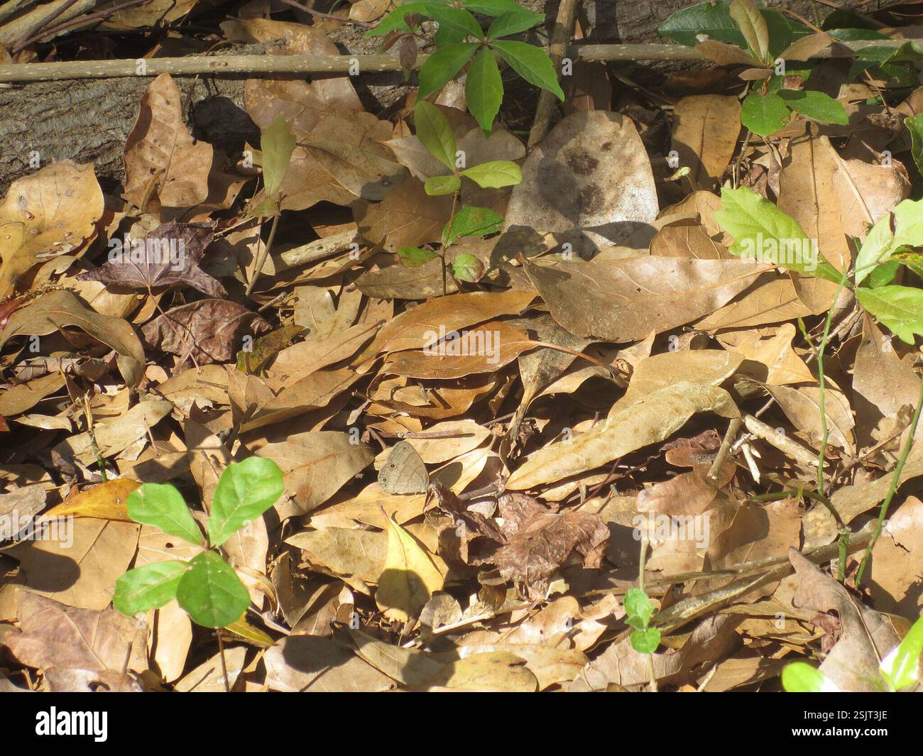 Carolina Satyr (Hermeuptychia sosybius), Insecta, Windsor Forest ...
