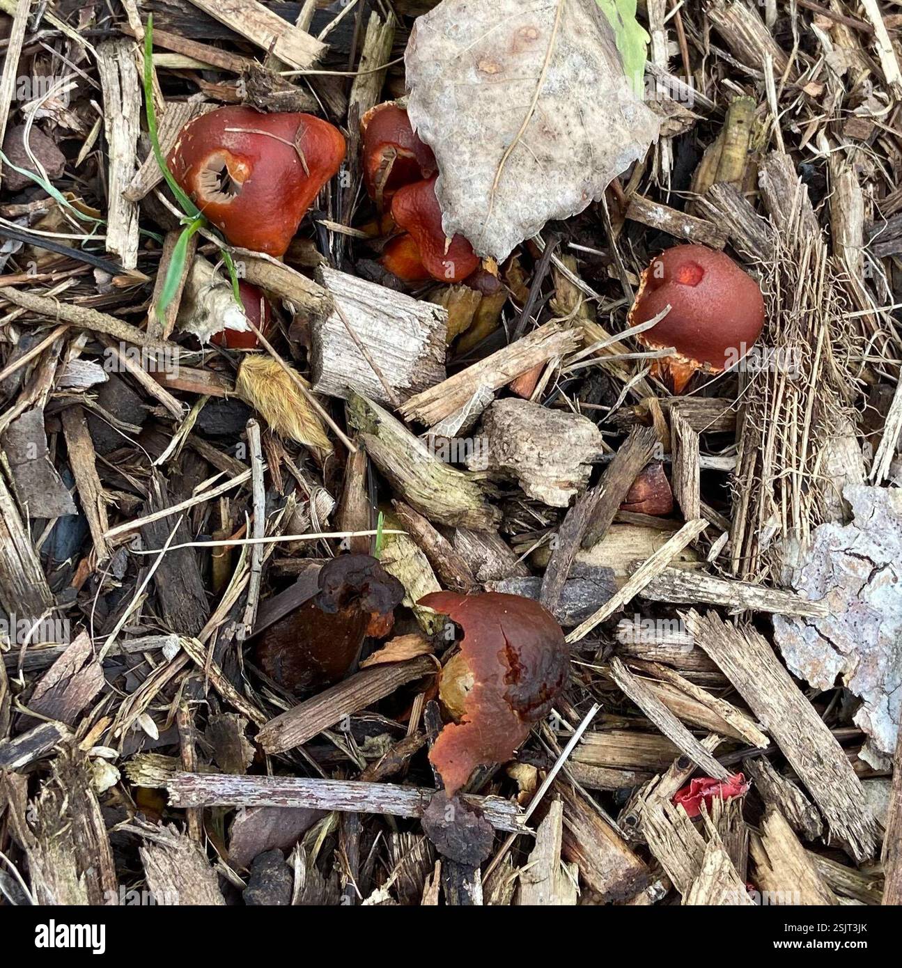 Chip Cherries (Leratiomyces ceres), Fungi, Central Park at Playa Vista ...