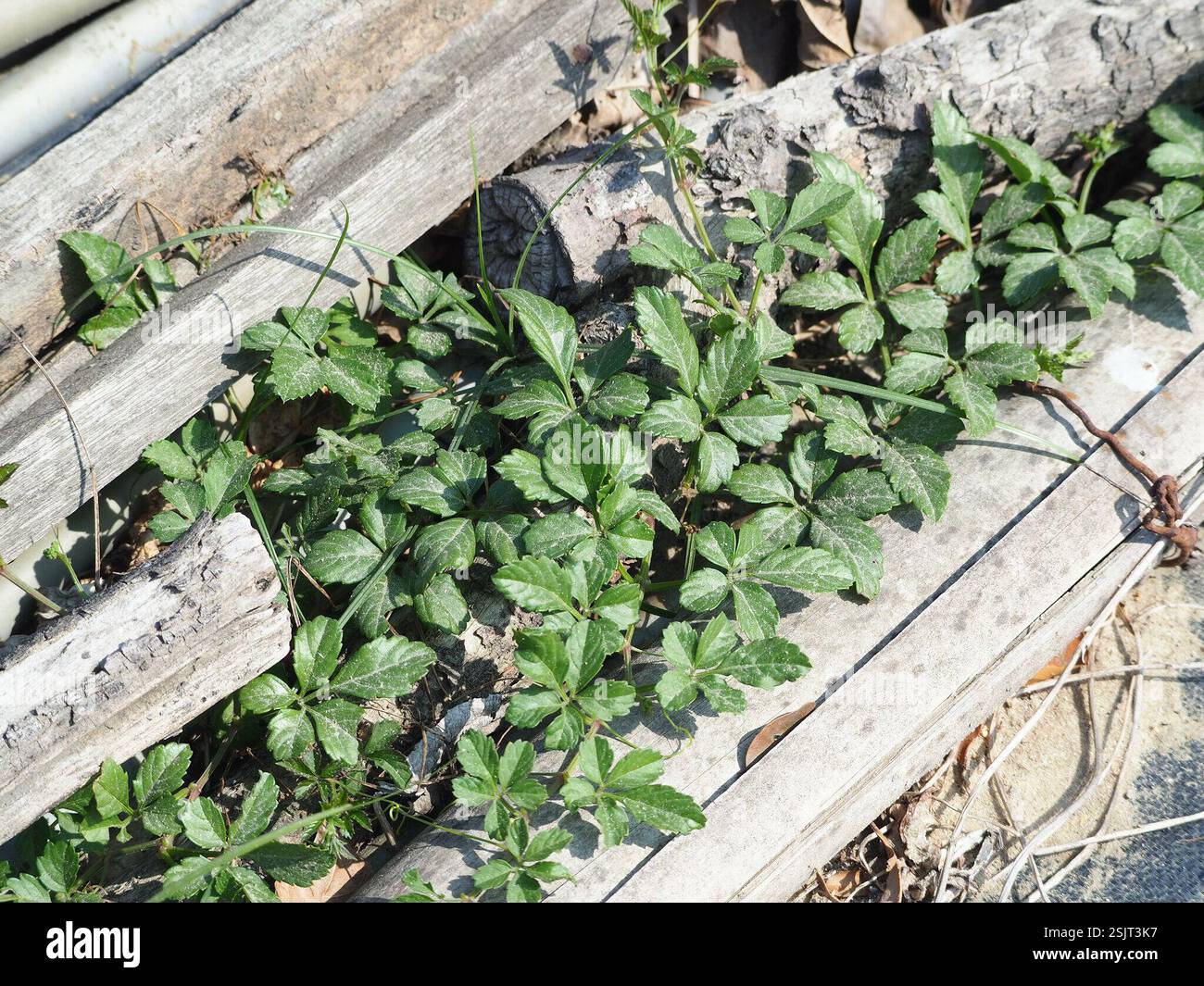 Bushkiller (Causonis japonica), Plantae, 台灣雲林縣 Stock Photo - Alamy
