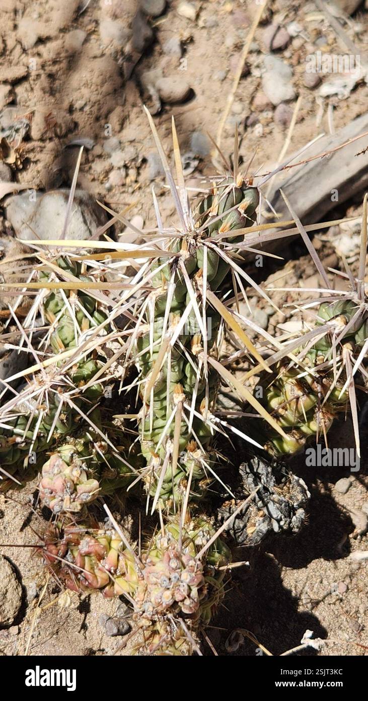 Long-spine Cholla (Cylindropuntia molesta), Plantae, Loreto, MX-BS, MX ...