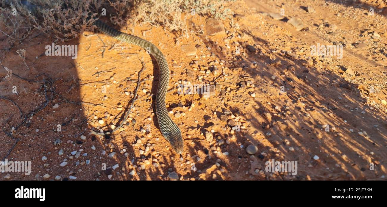Mulga Snake (Pseudechis australis), Reptilia, Olympic Dam SA 5725 ...