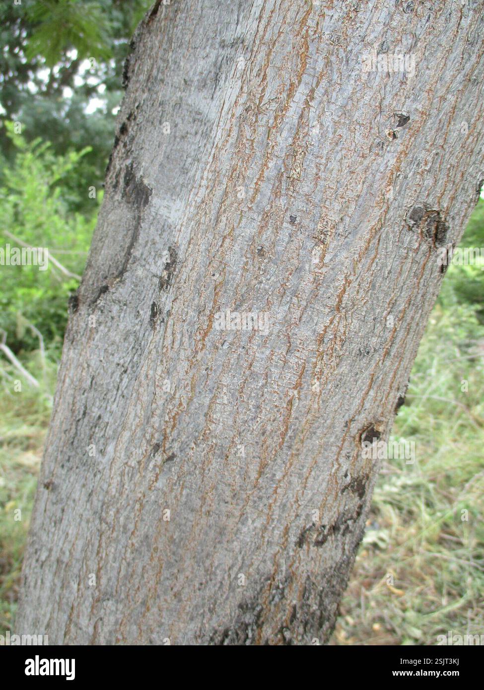 Weeping wattle (Peltophorum africanum), Plantae, Kavango East Region ...