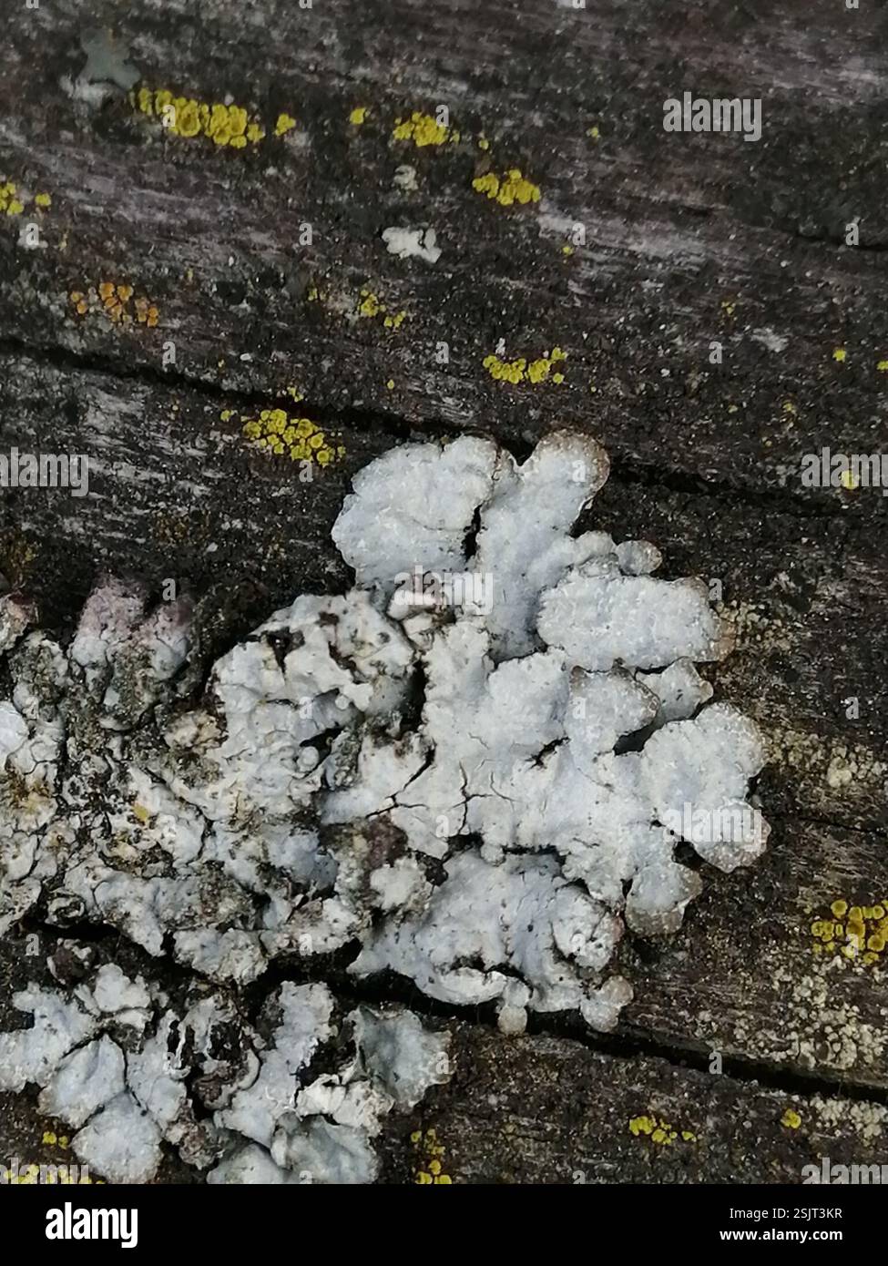 shield lichens (Parmelia), Fungi, Октябрьский, Иркутская обл., Россия ...