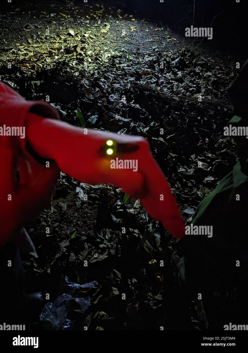 Fire Beetle (Pyrophorus noctilucus), Insecta, Gamboa, Panama Stock ...