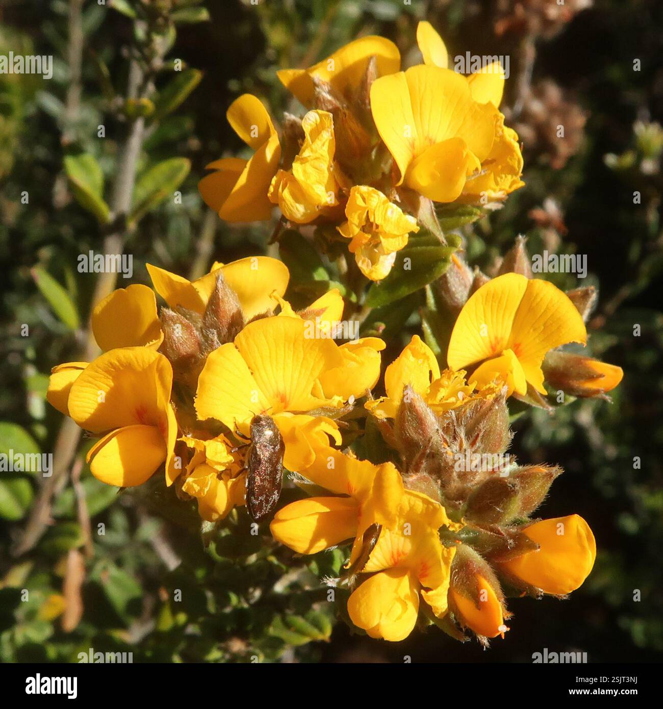 golden shaggy-pea (Oxylobium ellipticum), Plantae, Poatina Road ...