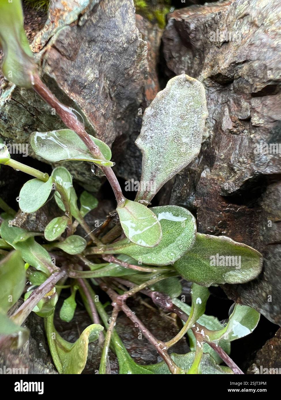Fendler's pennycress (Noccaea fendleri), Plantae, Josephine County, OR ...