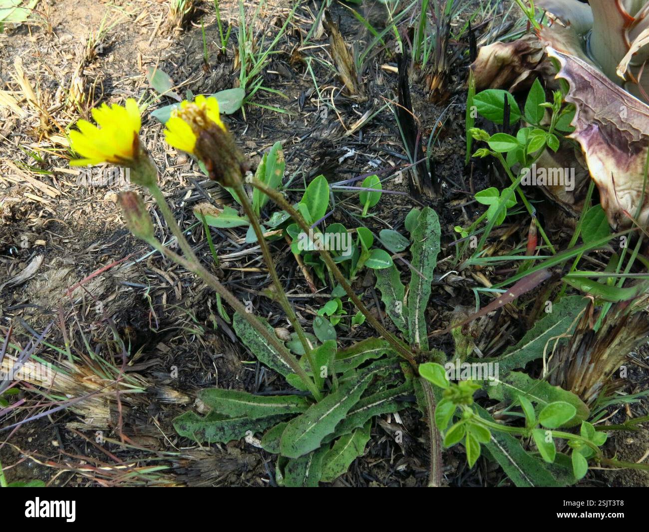 Common Cat's-ear (Hypochaeris radicata), Plantae, uMgungundlovu ...