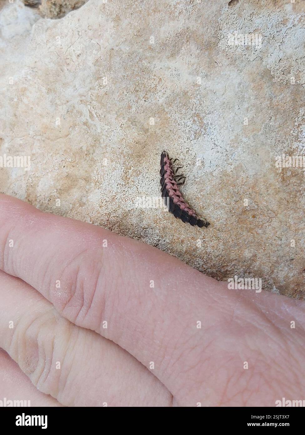 Maltese Glow-worm (Lampyris pallida), Insecta, 35.8790926455,14. ...