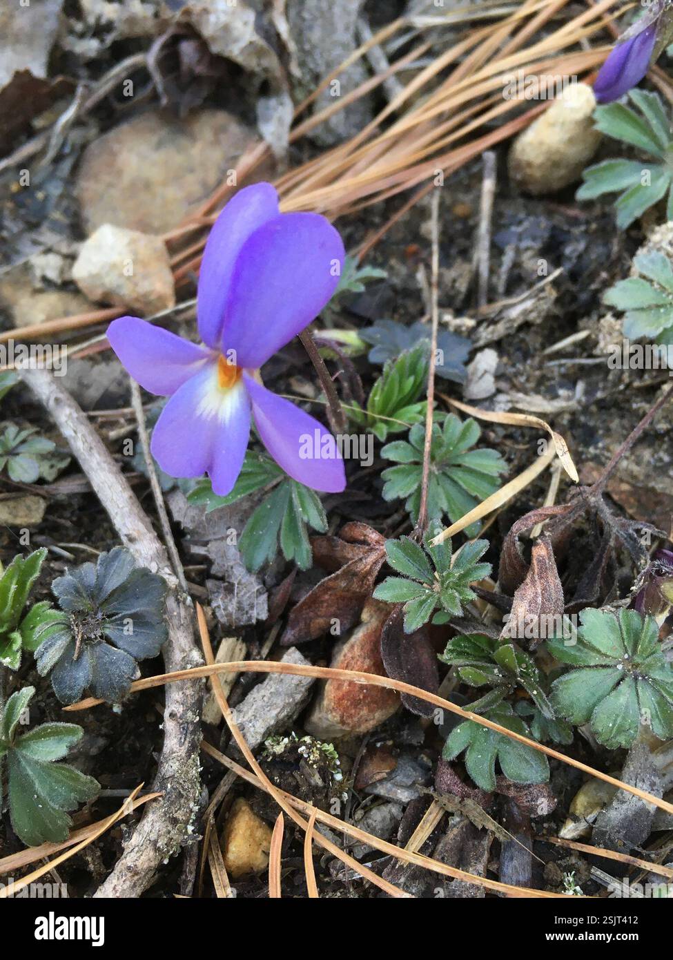 bird's foot violet (Viola pedata), Plantae, George Washington ...