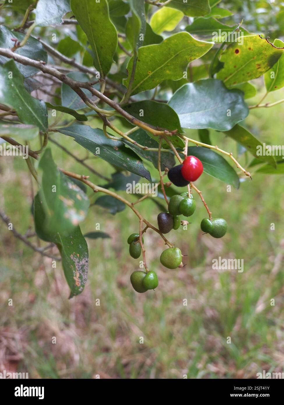 White Pear (Apodytes dimidiata), Plantae, Cape Town, South Africa Stock ...