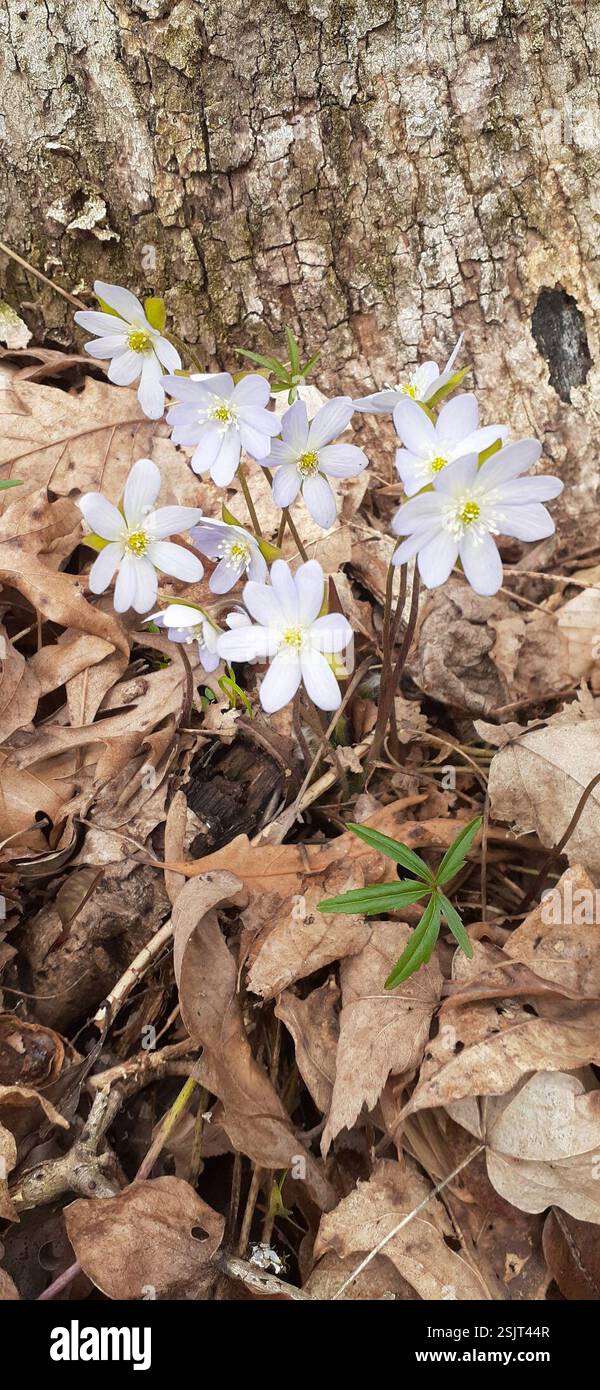 sharp-lobed hepatica (Hepatica acutiloba), Plantae, Floyd Township, IN ...