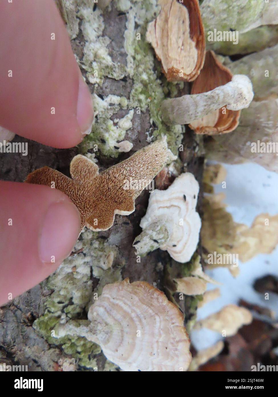 violet-toothed polypore (Trichaptum biforme), Fungi, Devil's Lake State ...