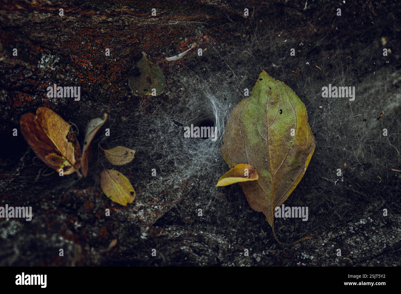 Funnelweaver hi-res stock photography and images - Alamy