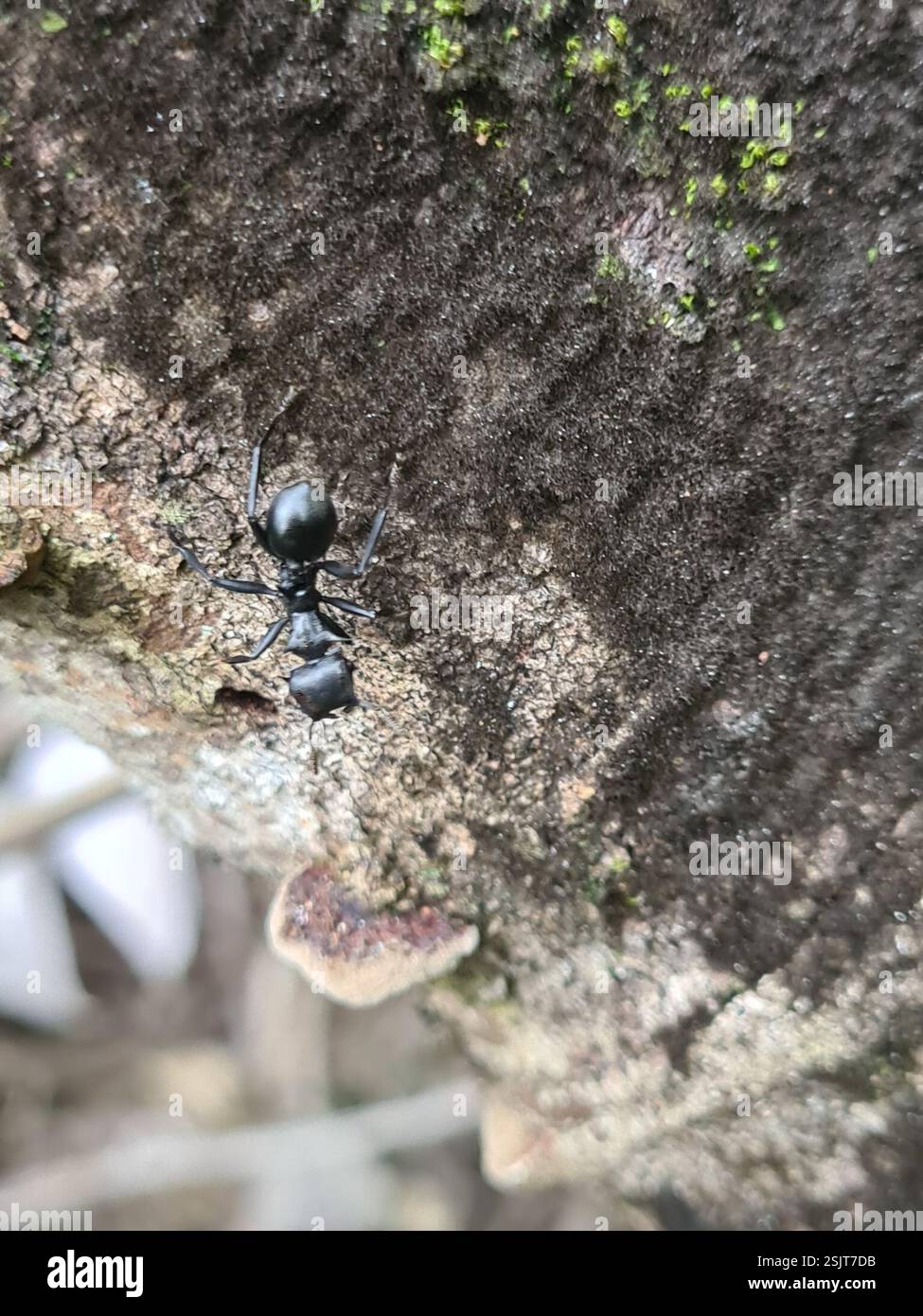 Common Giant Turtle Ant (Cephalotes atratus), Insecta, Kwakoegron ...
