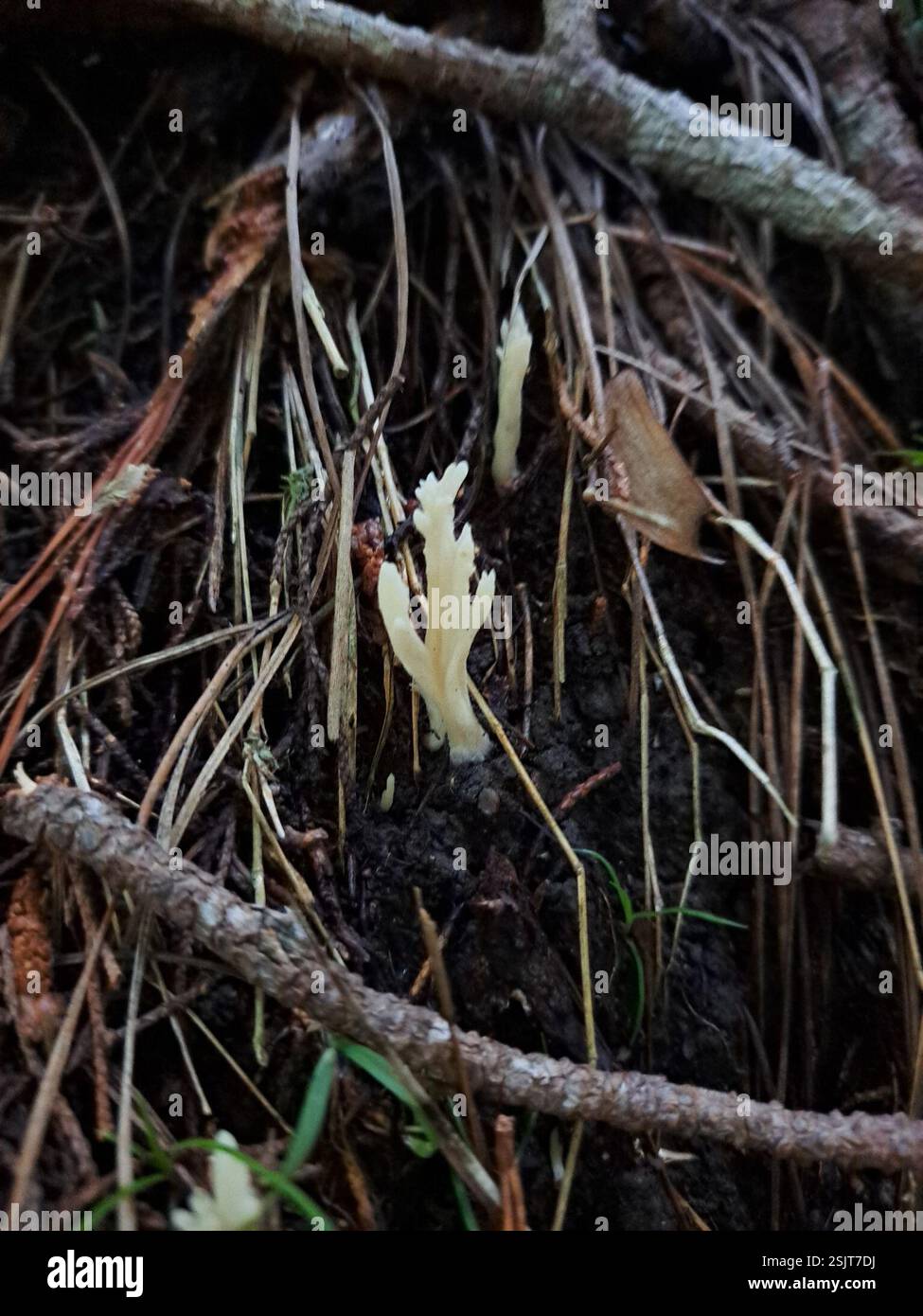 wrinkled club fungus (Clavulina rugosa), Fungi, Mount Victoria ...