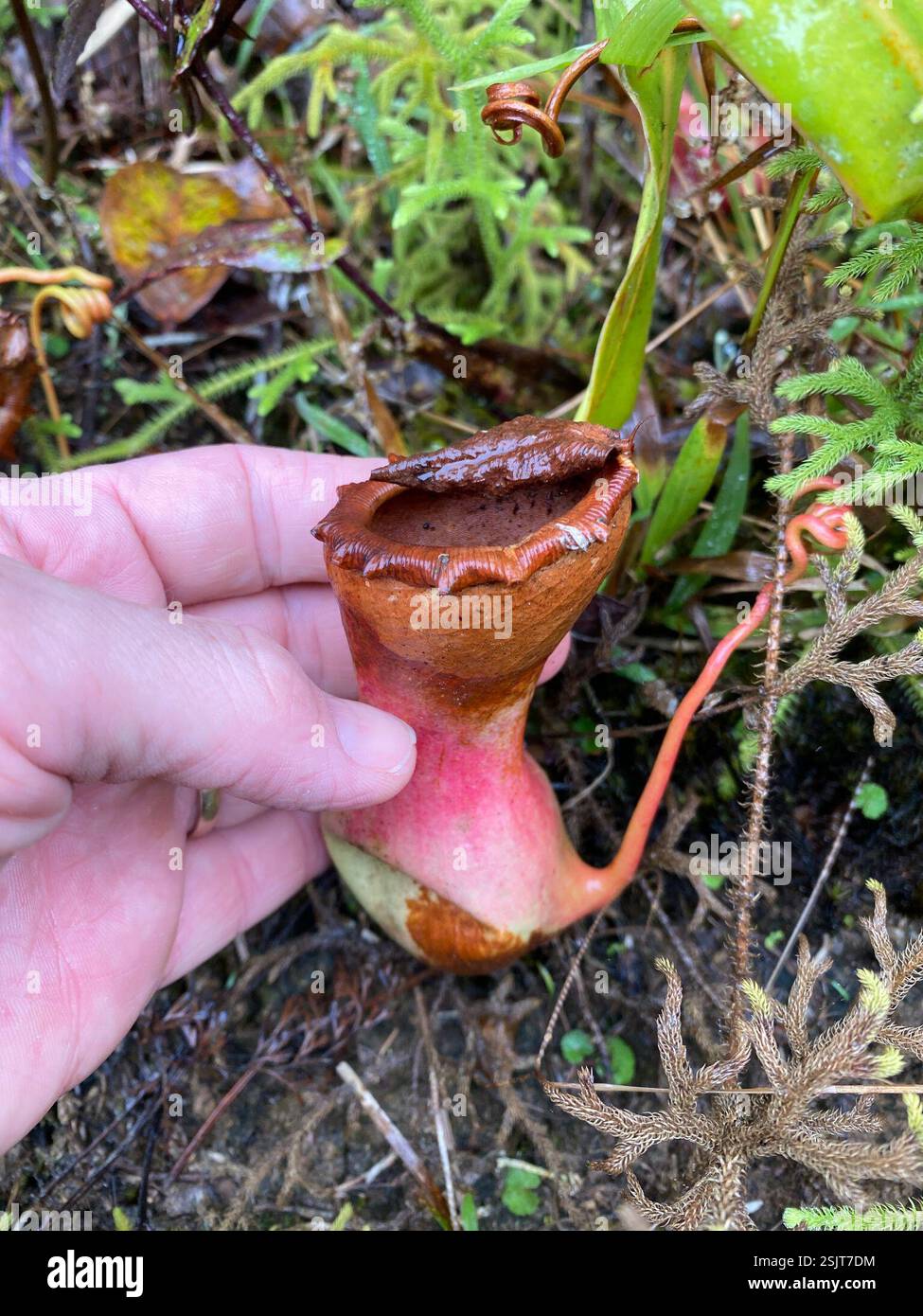 (Nepenthes ventricosa), Plantae, Philippines, Pitchers iPhone width and ...