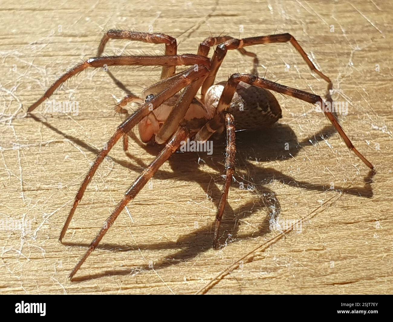 Sheetweb Spiders (Cambridgea), Arachnida, Mākara, Wellington, New Zealand Stock Photo - Alamy