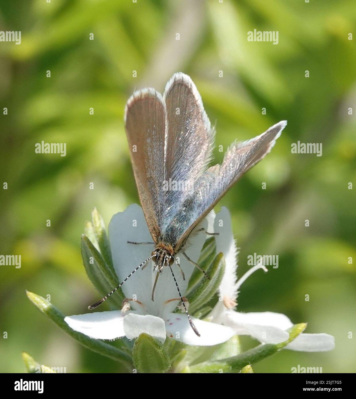 Common Grass-blue (Zizina otis labradus), Insecta, Heathmont VIC 3135 ...