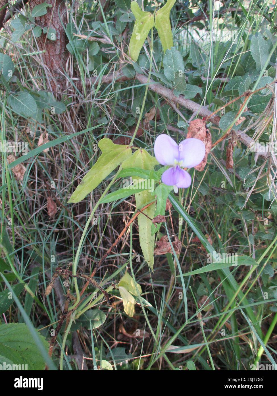 shrubby bean (Vigna frutescens), Plantae, Zambezi Region, Namibia Stock ...