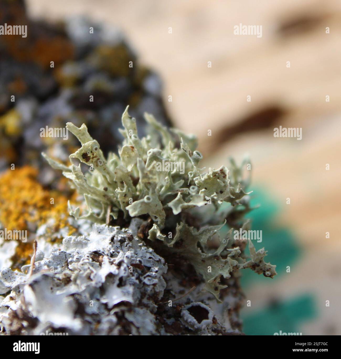 bushy lichens, sea-fog lichens, and allies (Ramalinaceae), Fungi, 5896 ...