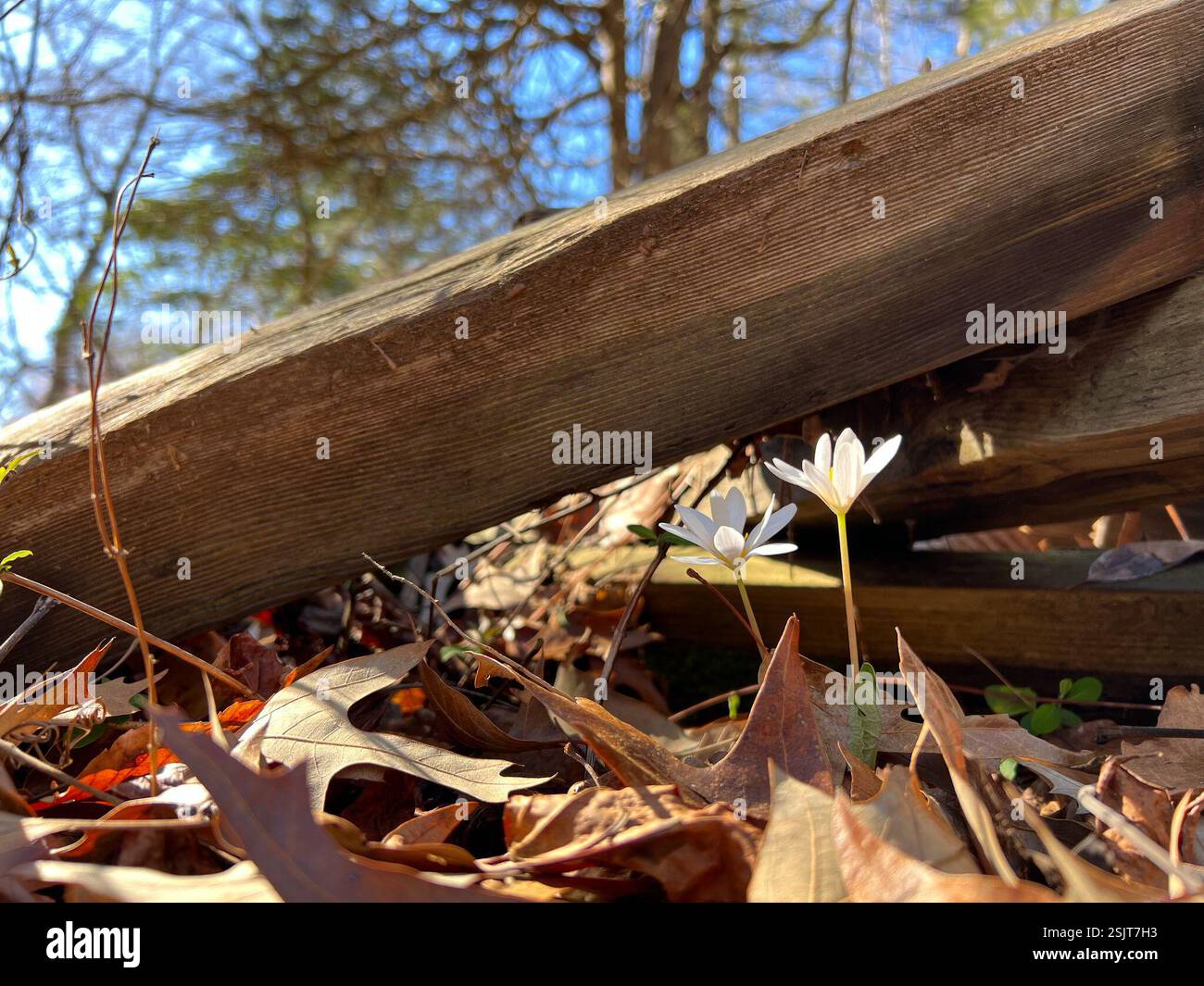 bloodroot (Sanguinaria canadensis), Plantae, Lexington Park, MD, US ...