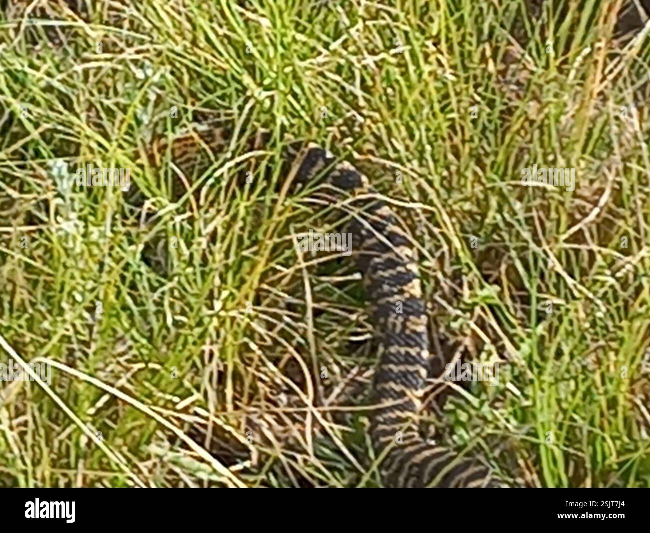Rinkhals (Hemachatus haemachatus), Reptilia, Mkhomazi Wilderness area ...