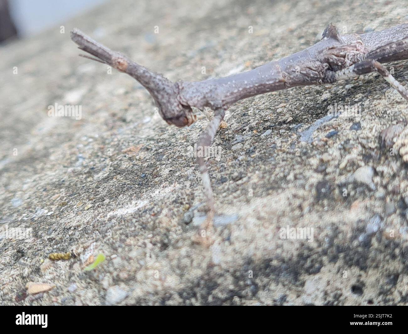 Jumping Sticks (Stiphra), Insecta, Santa Teresinha Stock Photo - Alamy