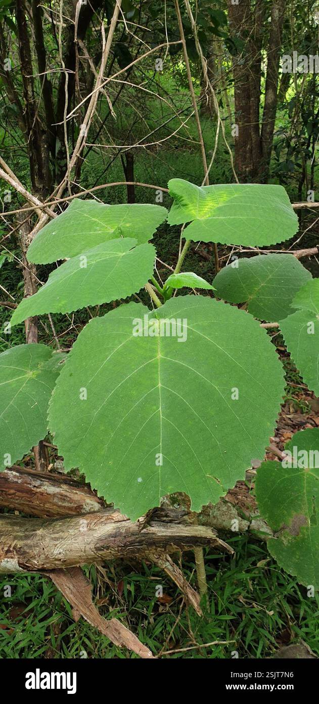 Giant Stinging Tree (Dendrocnide excelsa), Plantae, Tallebudgera QLD ...