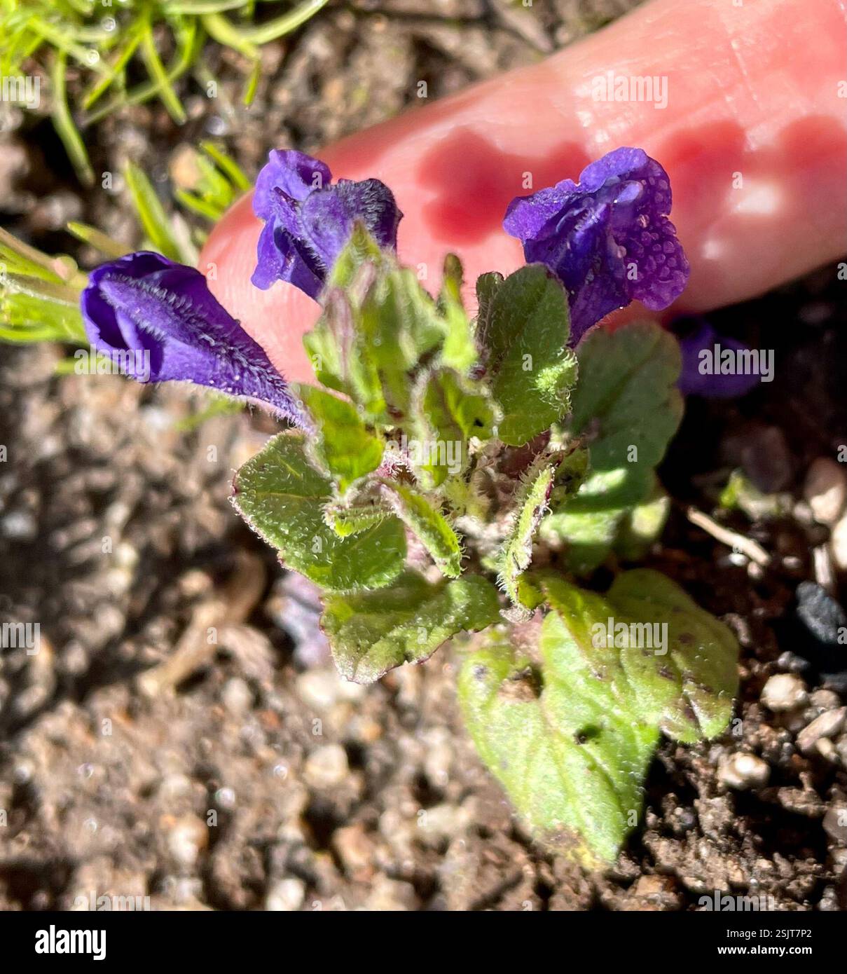blue skullcap (Scutellaria tuberosa), Plantae, Toro County Park ...