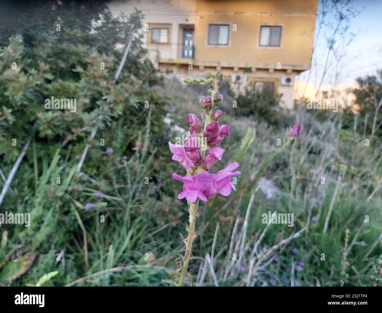 greater snapdragon (Antirrhinum tortuosum), Plantae, W9XJ+7JW, San Polo ...