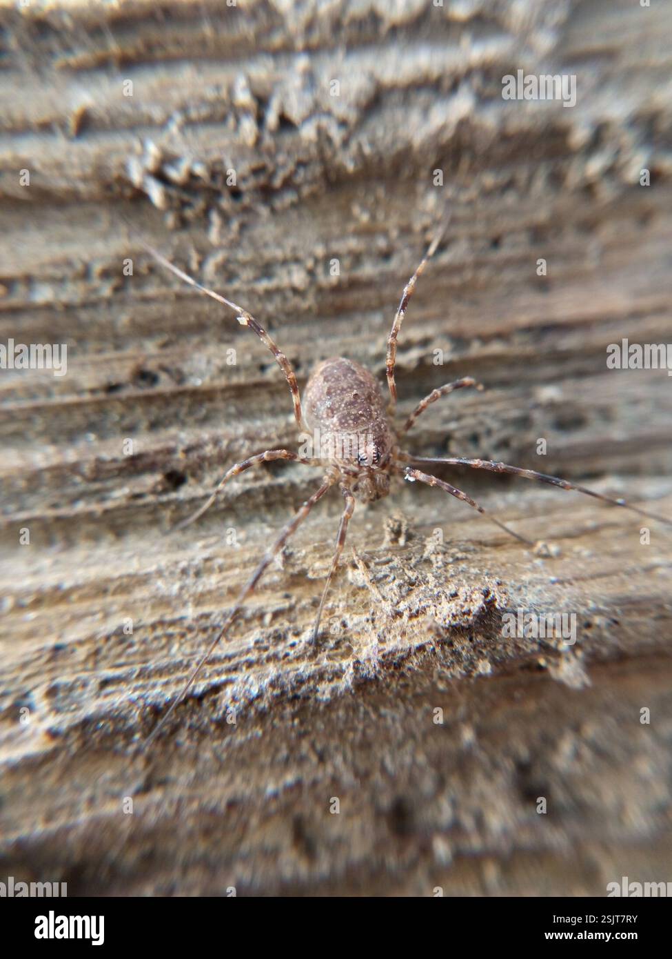Spring Harvestman (Rilaena triangularis), Arachnida, 38590 Saint ...
