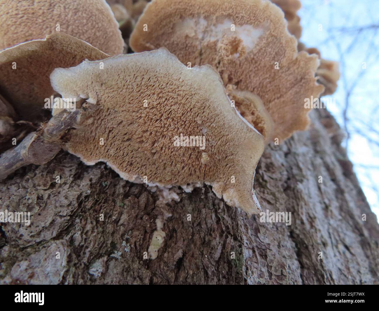 (Trichaptum), Fungi, Columbia County, WI, USA Stock Photo - Alamy