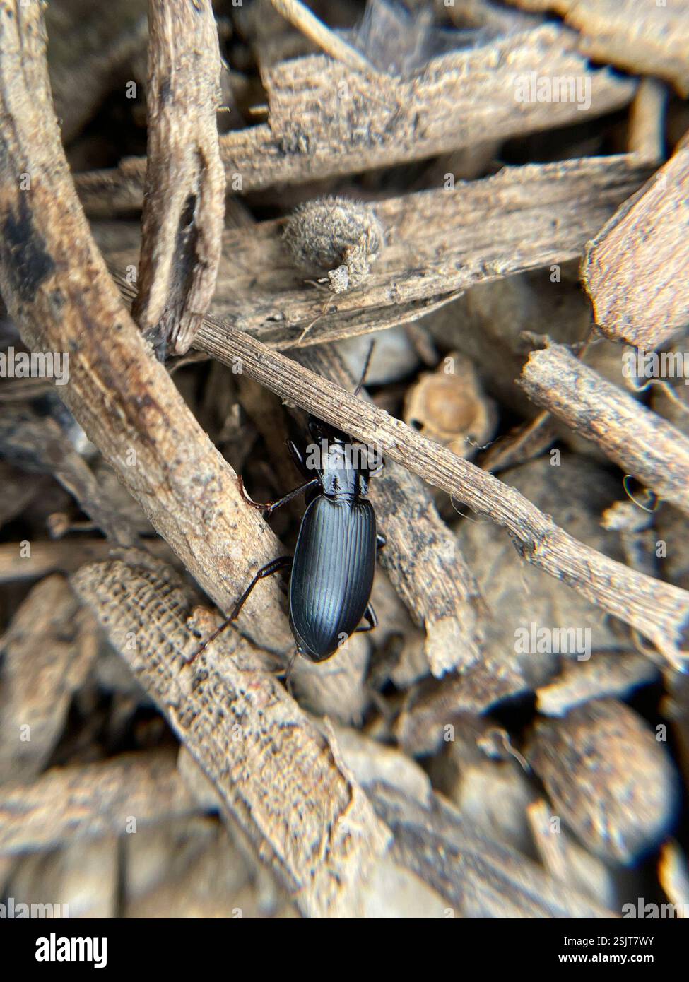 Cosmopolitan Ground Beetle (Laemostenus complanatus), Insecta, Santa ...