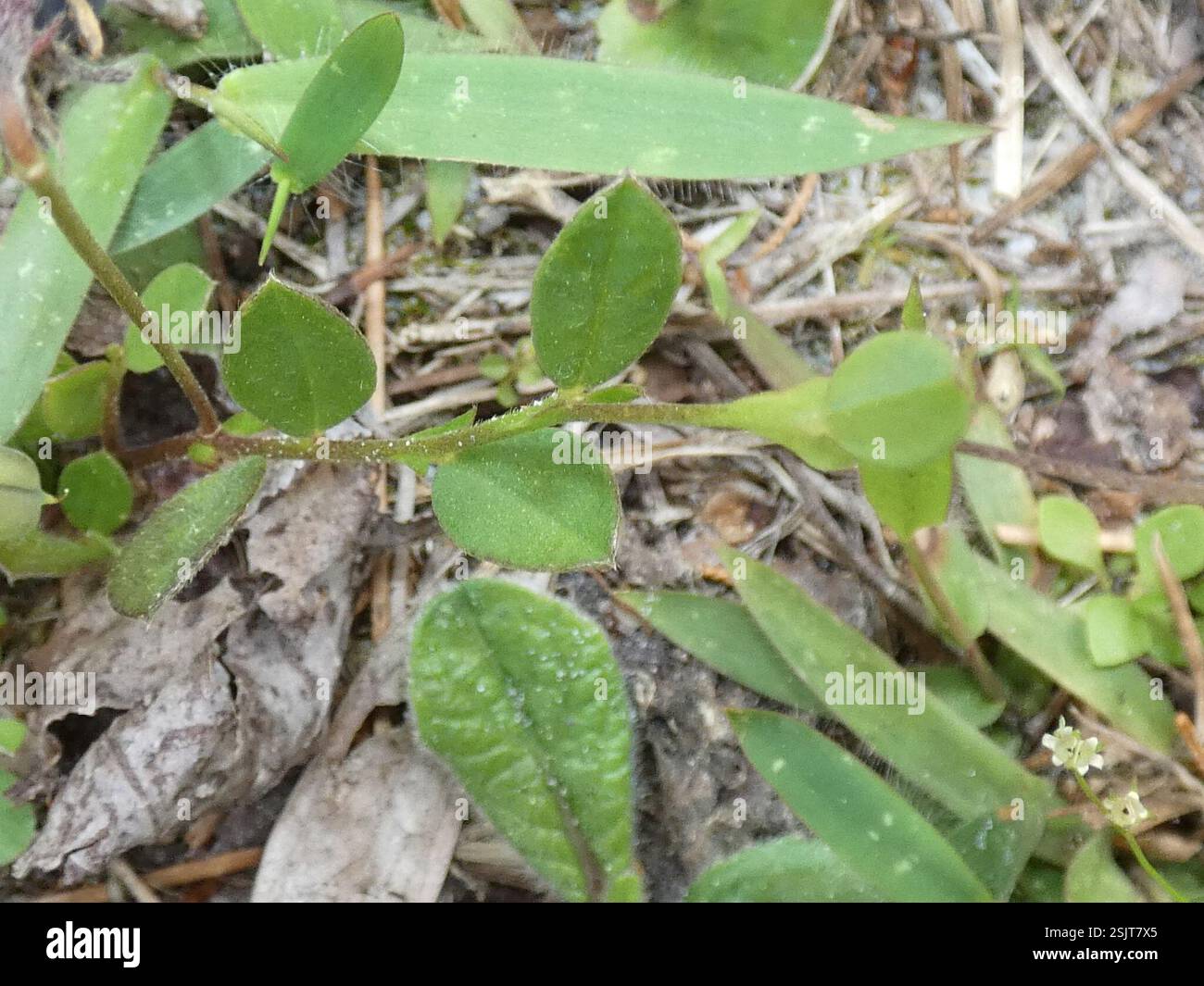Rabbitbells (Crotalaria rotundifolia), Plantae, River Rd. Preserve ...