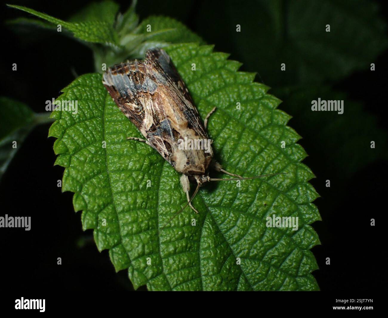 Oriental leafworm moth (Spodoptera litura), Insecta, Japan Stock Photo - Alamy