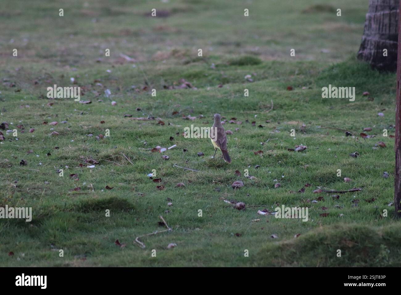 Cattle Tyrant (Machetornis rixosa), Aves, Tamandaré - PE, Brasil Stock ...