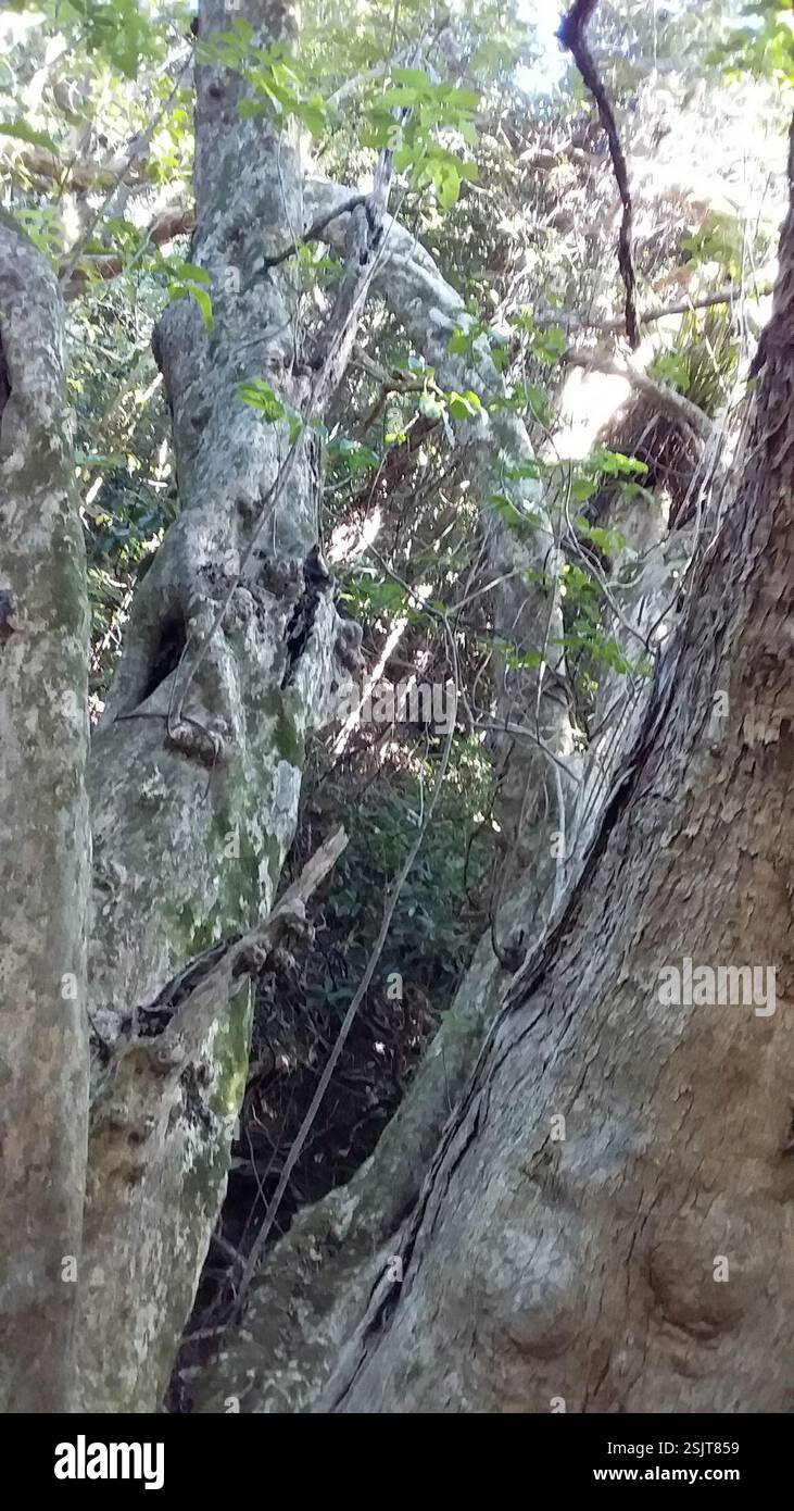 Pūriri (Vitex lucens), Plantae, Army Bay, Auckland 0930, New Zealand ...