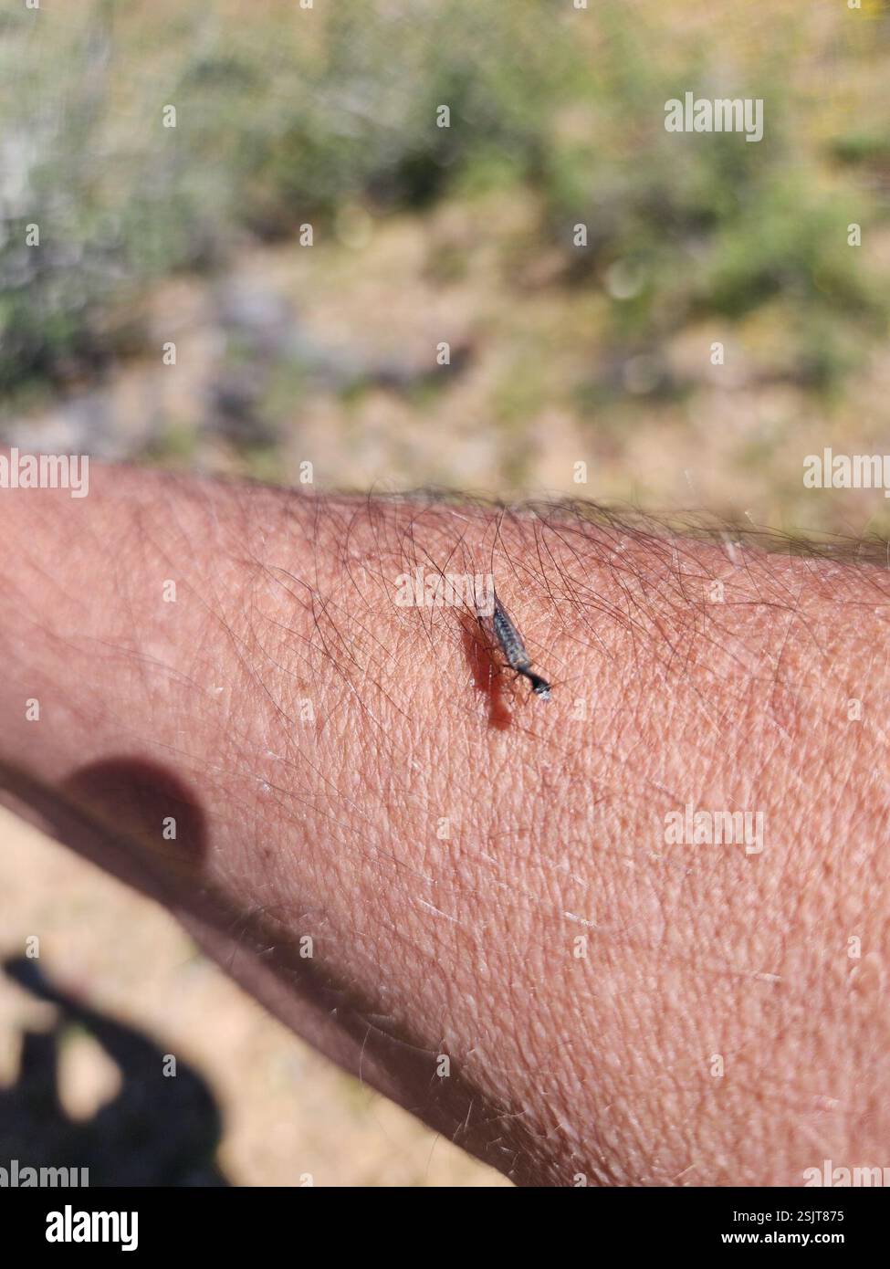 Raphidiid Snakeflies (Raphidiidae), Insecta, Ensenada, MX-BN, MX Stock ...