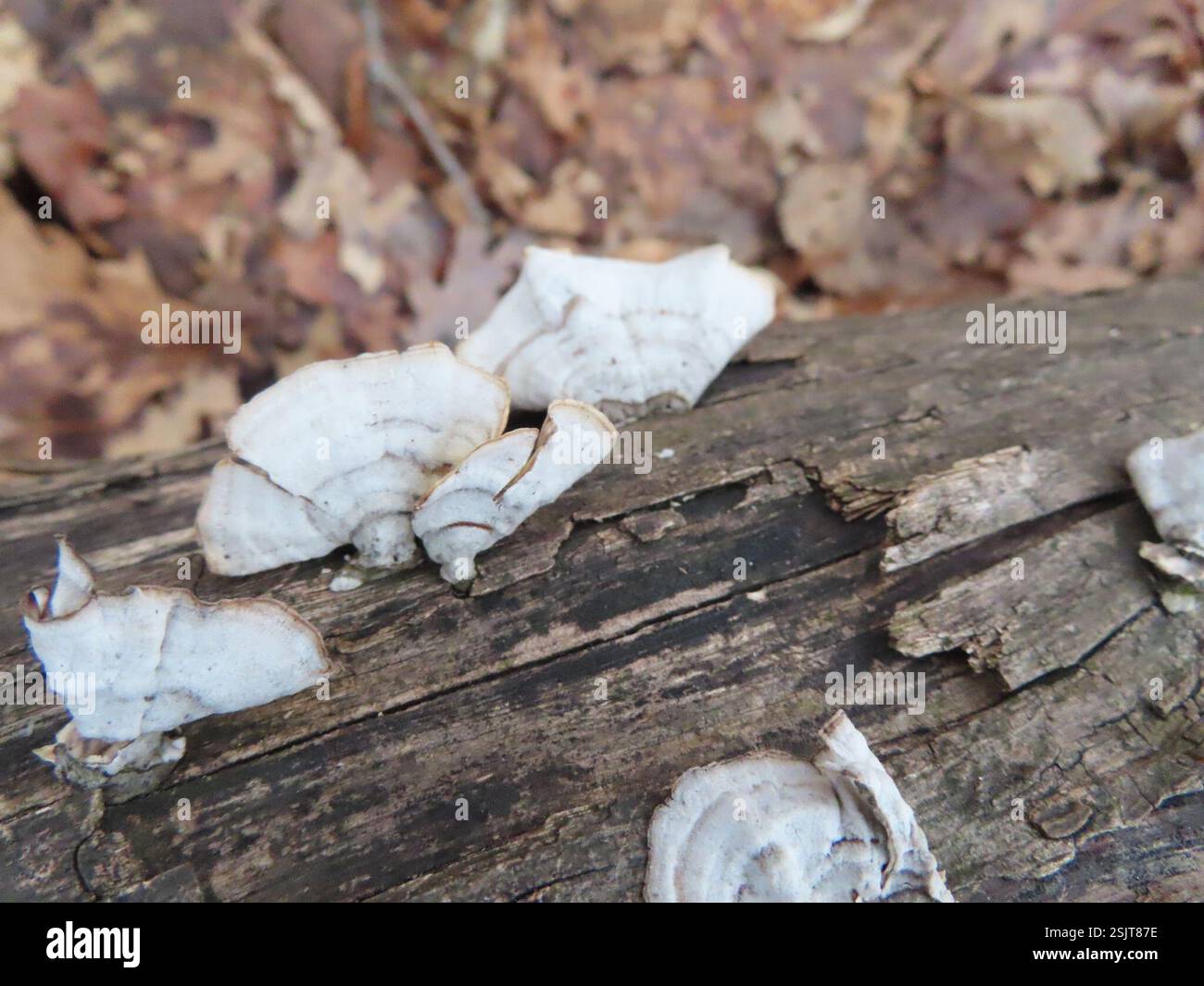 (Stereum), Fungi, Devil's Lake State Park, Devils Lake, Sauk, Wisconsin ...