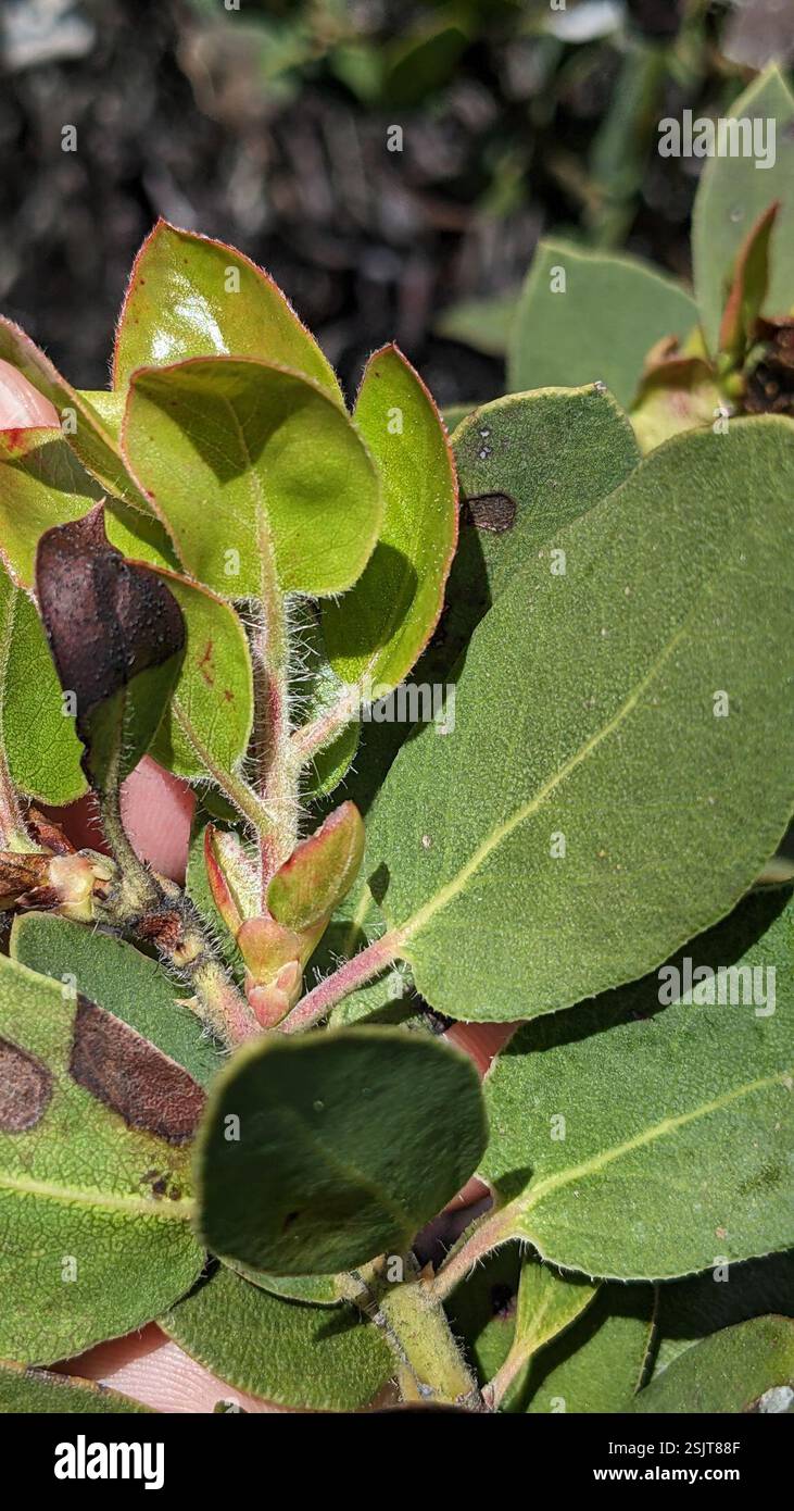 Eastwood's Manzanita (Arctostaphylos glandulosa), Plantae, Los Angeles ...