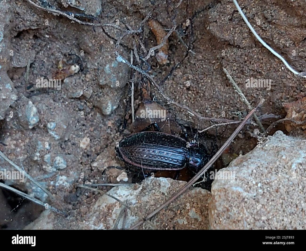 (Carabus morbillosus), Insecta, W8PV+2MV, Mellieħa, Malta Stock Photo ...