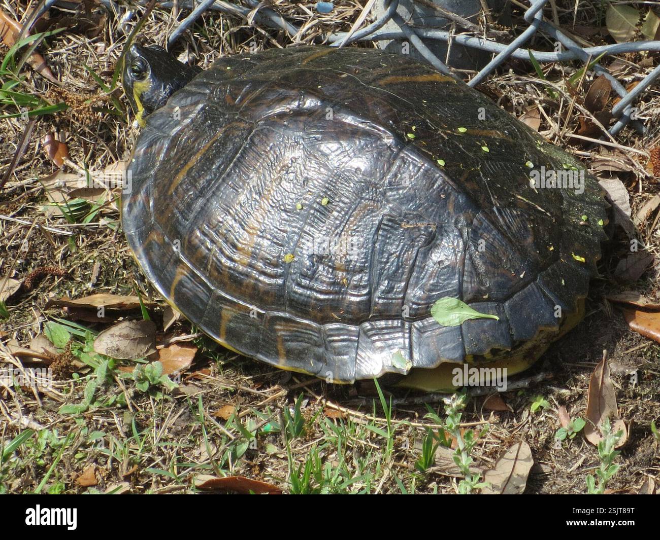 Pond Slider (Trachemys scripta), Reptilia, Savannah, GA, USA Stock ...