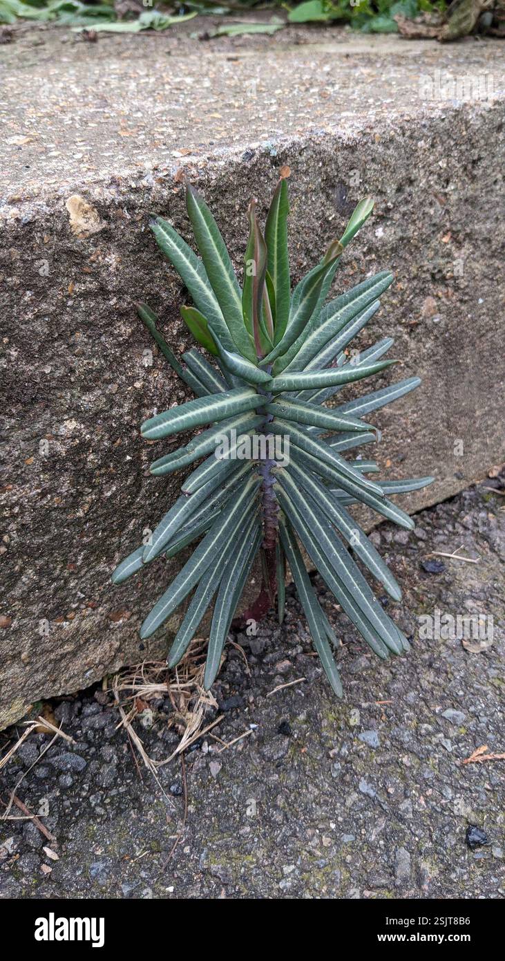 caper spurge (Euphorbia lathyris), Plantae, London, UK Stock Photo - Alamy