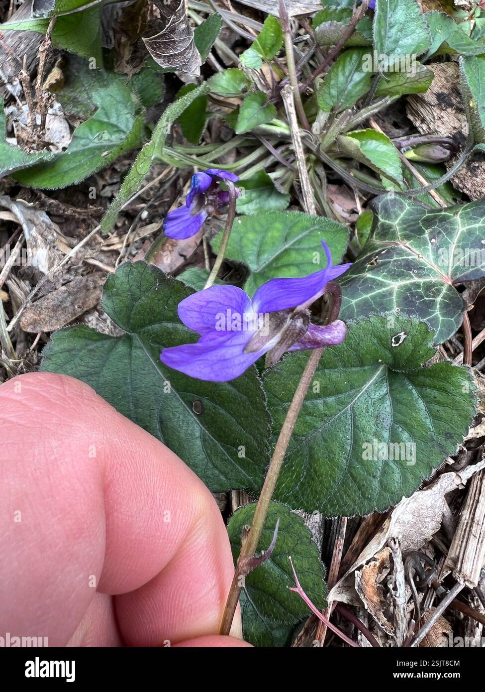 White Violet (Viola alba), Plantae, Grude, Federacija Bosne i ...