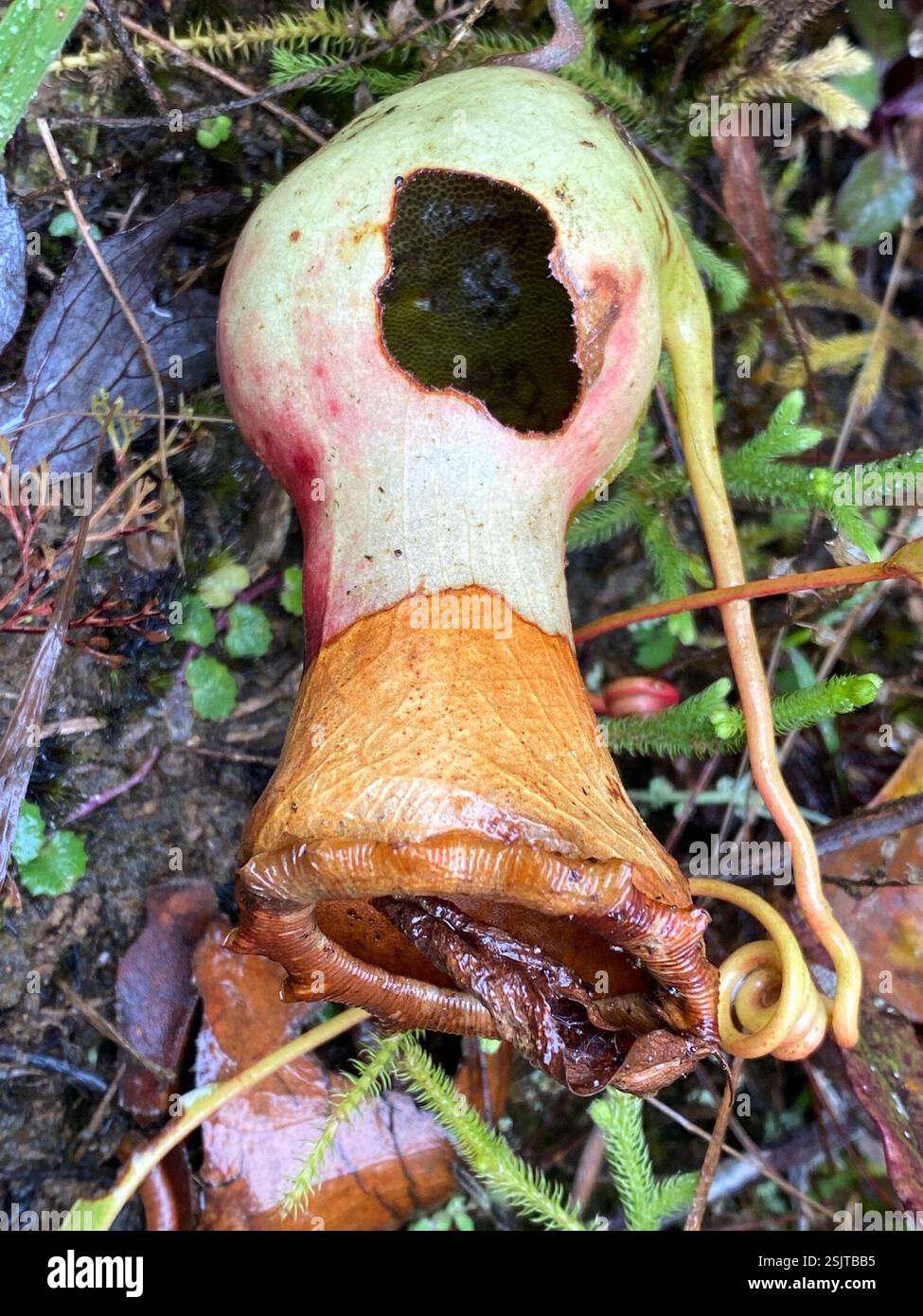 (Nepenthes ventricosa), Plantae, Philippines, Pitchers iPhone width and ...
