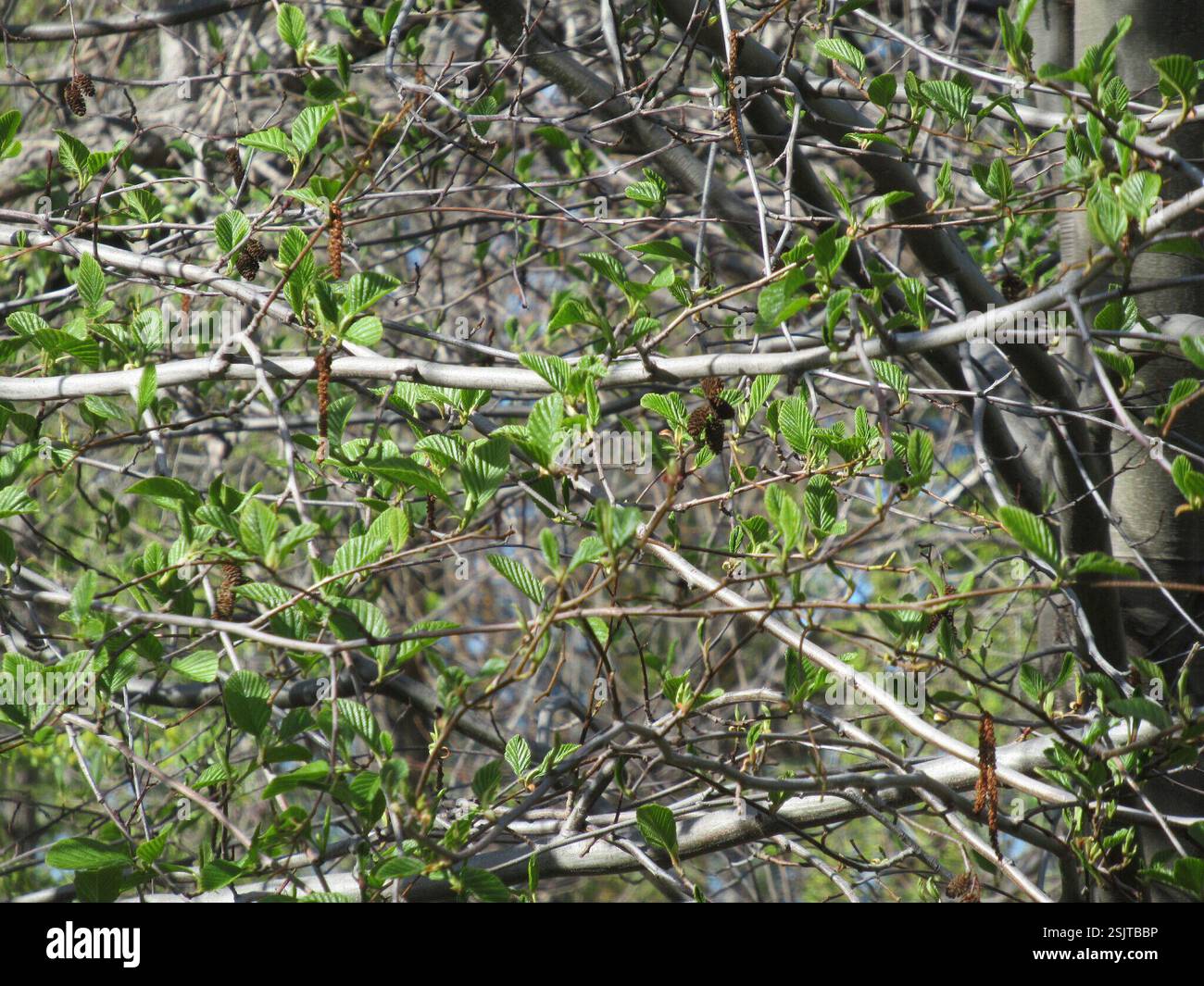 white alder (Alnus rhombifolia), Plantae, Campbell, CA, USA Stock Photo ...